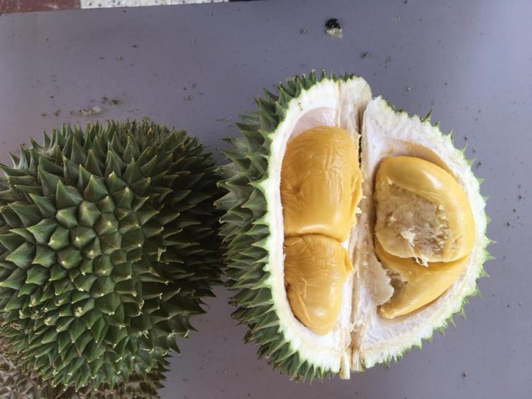 12 Jenis Durian Kena Cuba Puas Hati – Saji.my