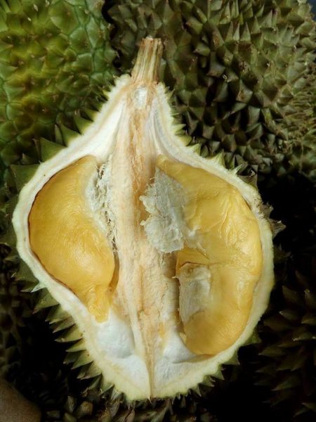 12 Jenis Durian Kena Cuba Puas Hati – Saji.my