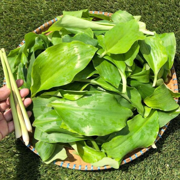 12 Jenis Ulam Dan Khasiatnya Terhadap Kesihatan - Saji.my